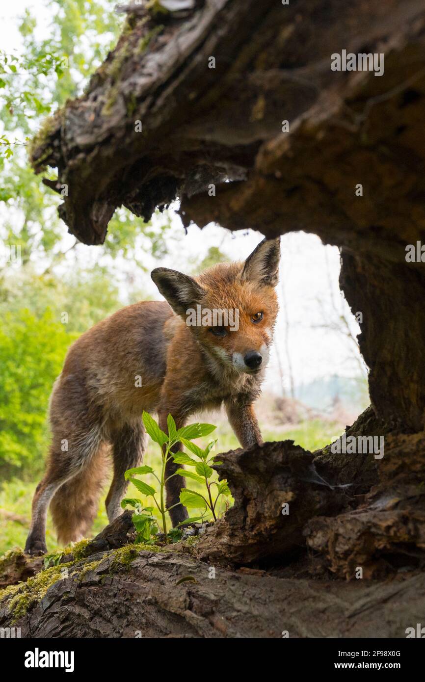 Red Fox Vulpes Vulpes On An Old Tree Trunk High Resolution Stock ...