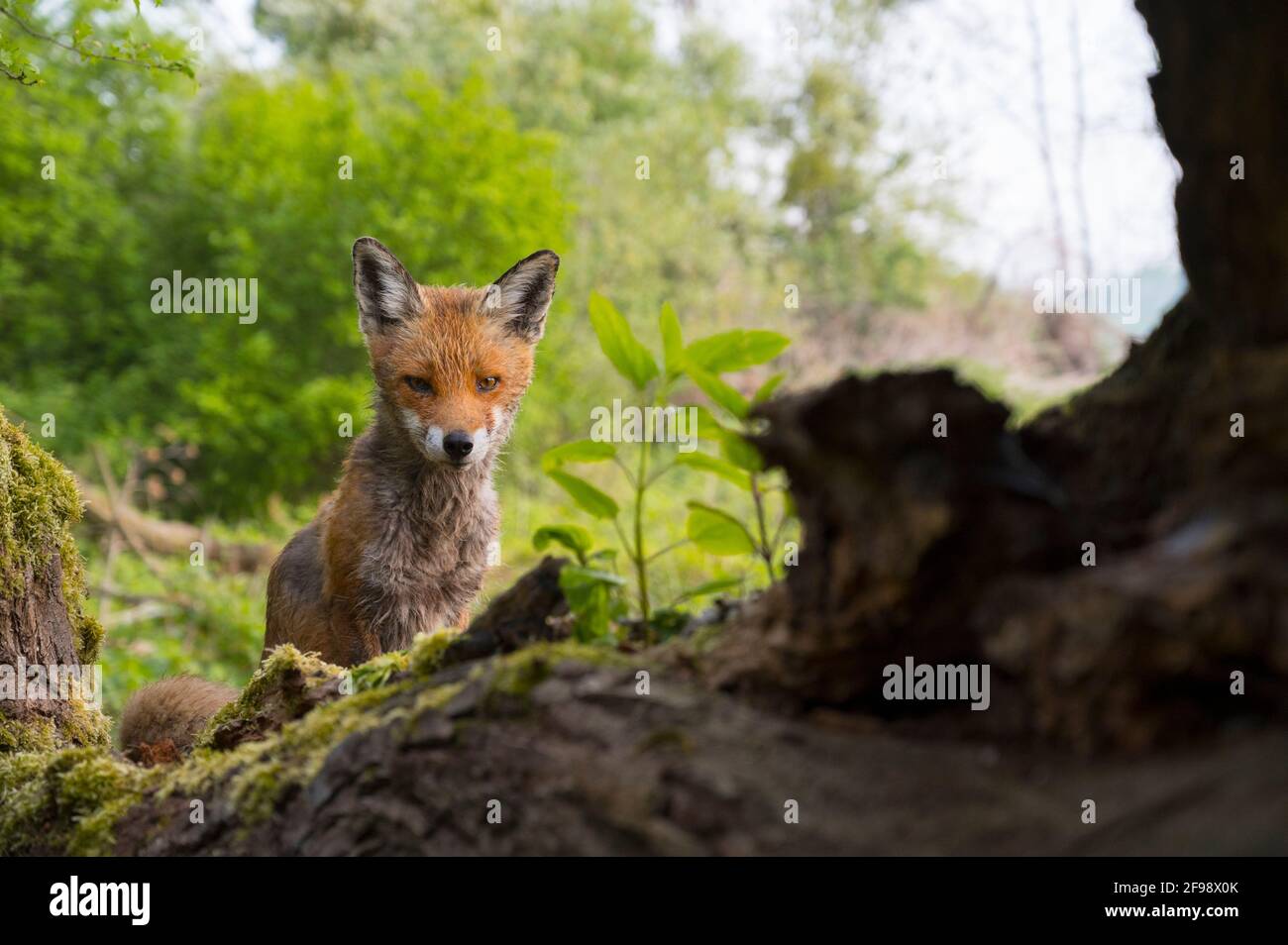 Red fox (Vulpes vulpes) on an old tree trunk, April, Hesse, Germany ...