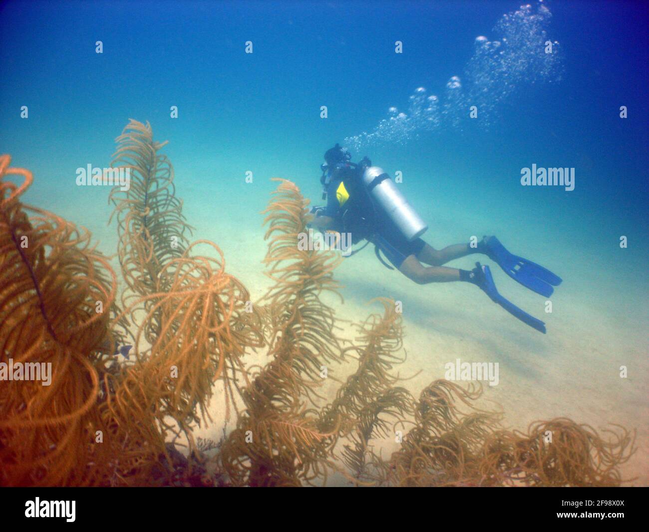 Underwater view of scuba-diver swimming in the depth of the sea Stock ...