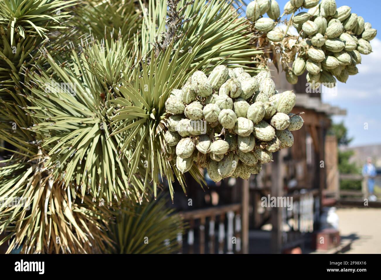 Closeup of the Joshua tree's growing small fruits Stock Photo - Alamy