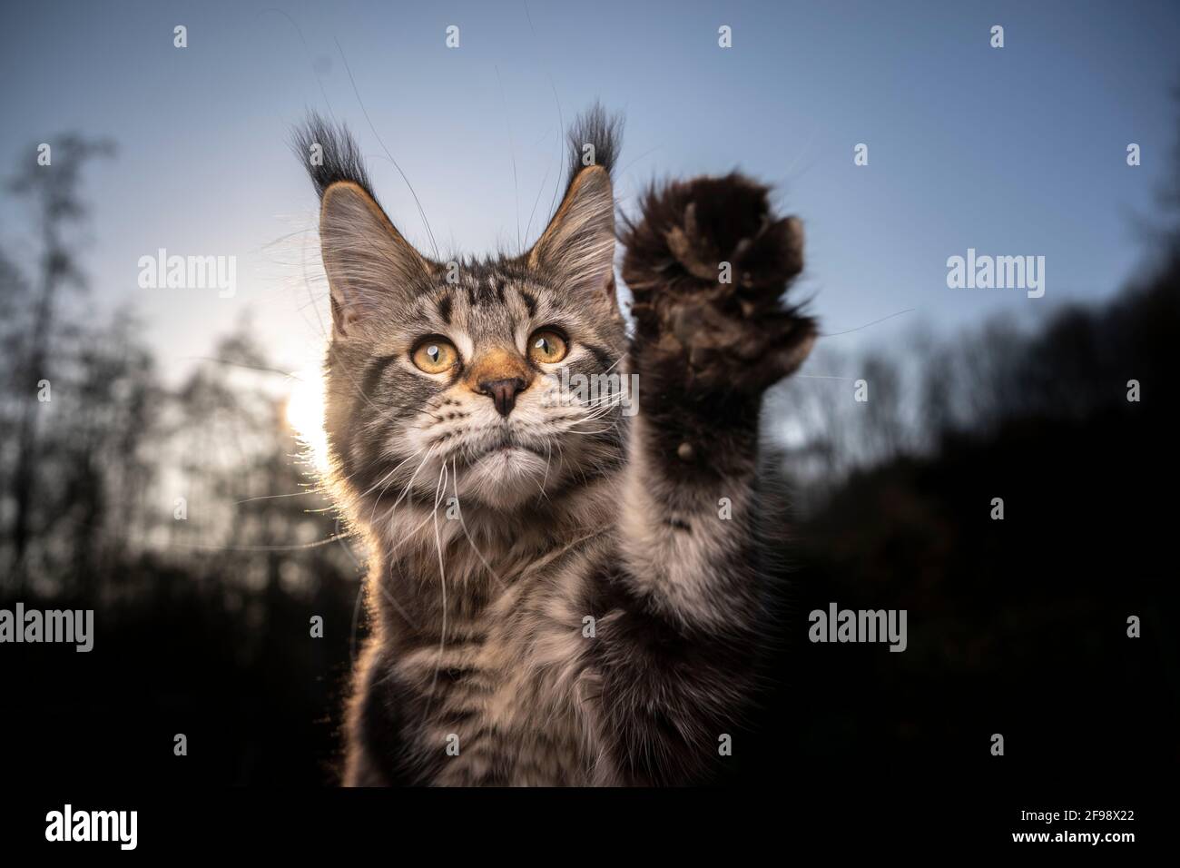 cute and playful tabby maine coon cat lifting paw reaching for camera ...