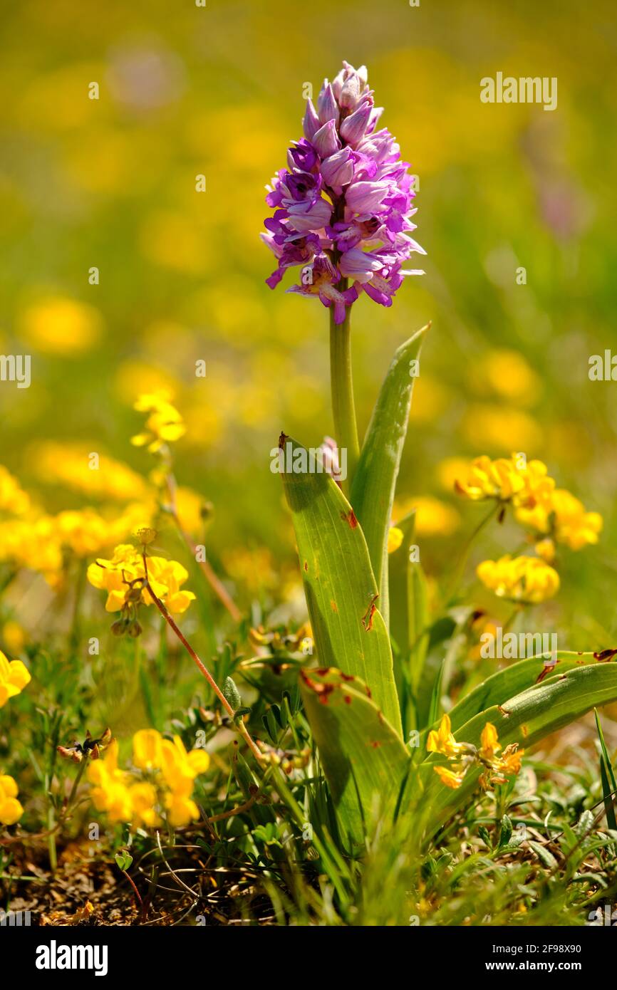 Helmet orchid, Orchis militaris, helmet orchid Stock Photo - Alamy