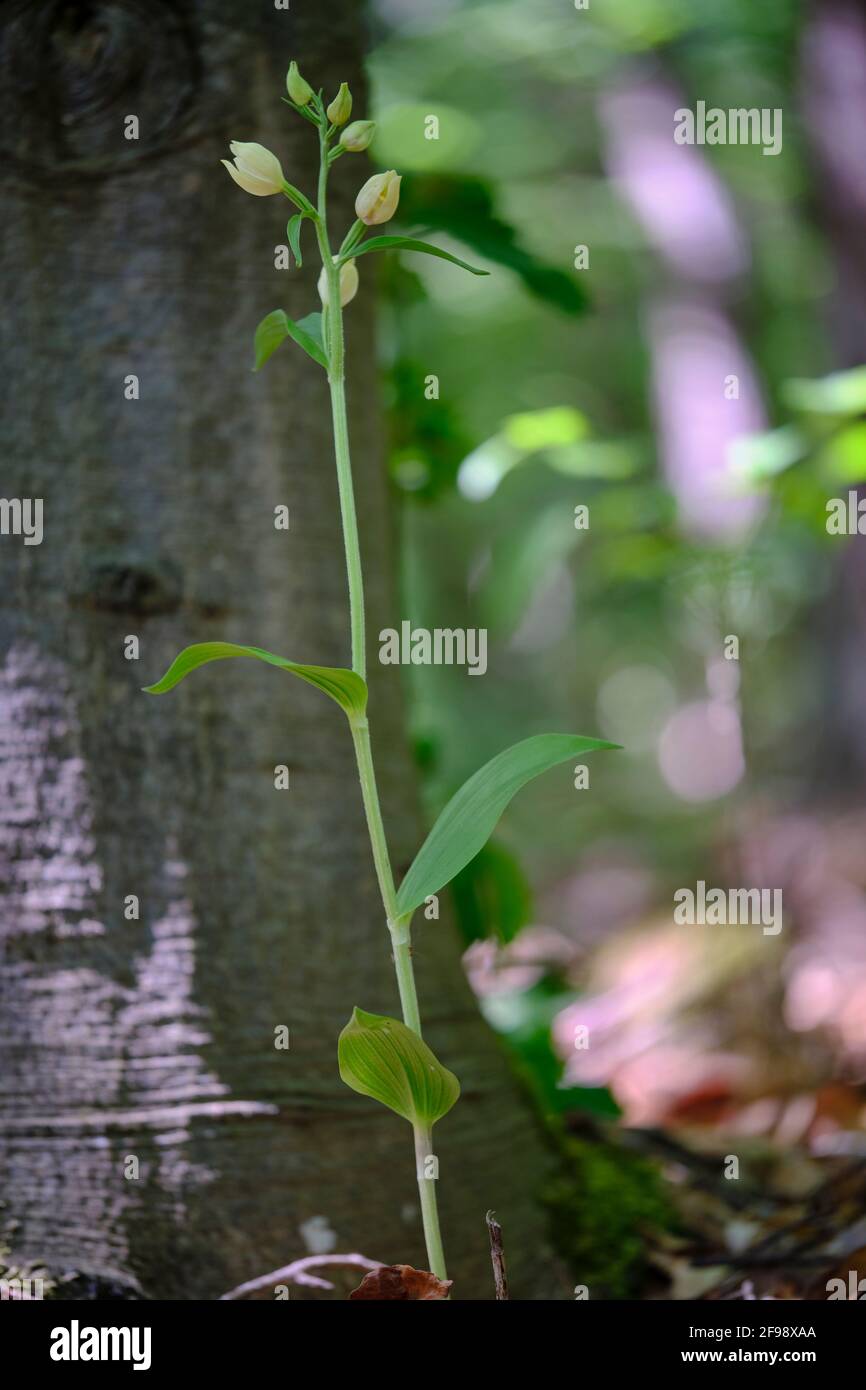 White helleborine, Cephalanthera damasonium Stock Photo - Alamy