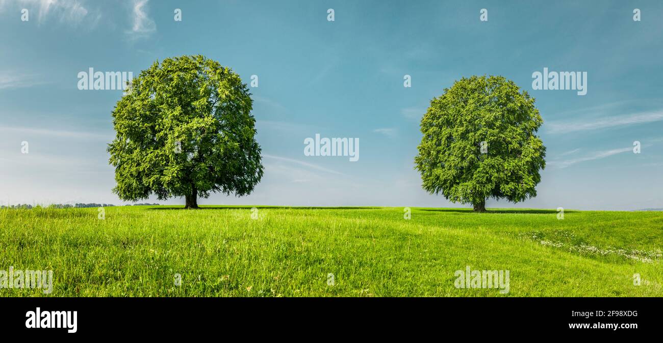 green trees on on a green meadow Stock Photo - Alamy