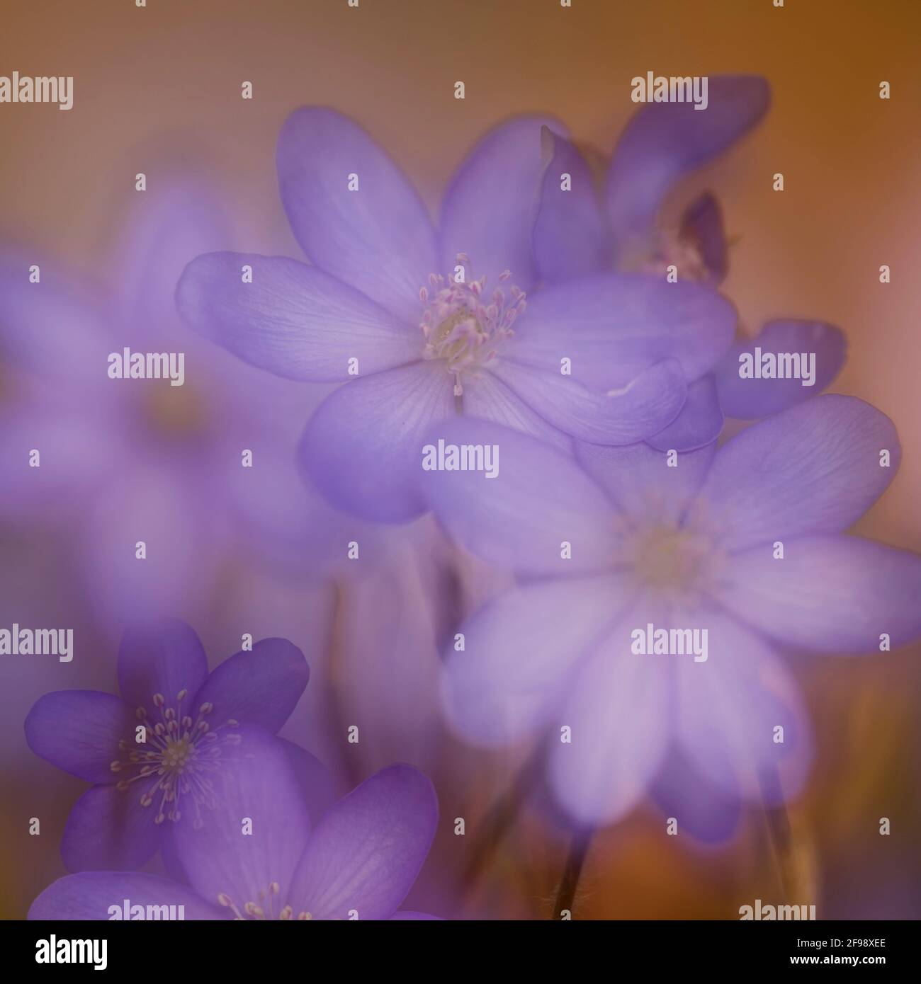 Hepatica, photographed with a macro vintage lens. Multiple exposure ...