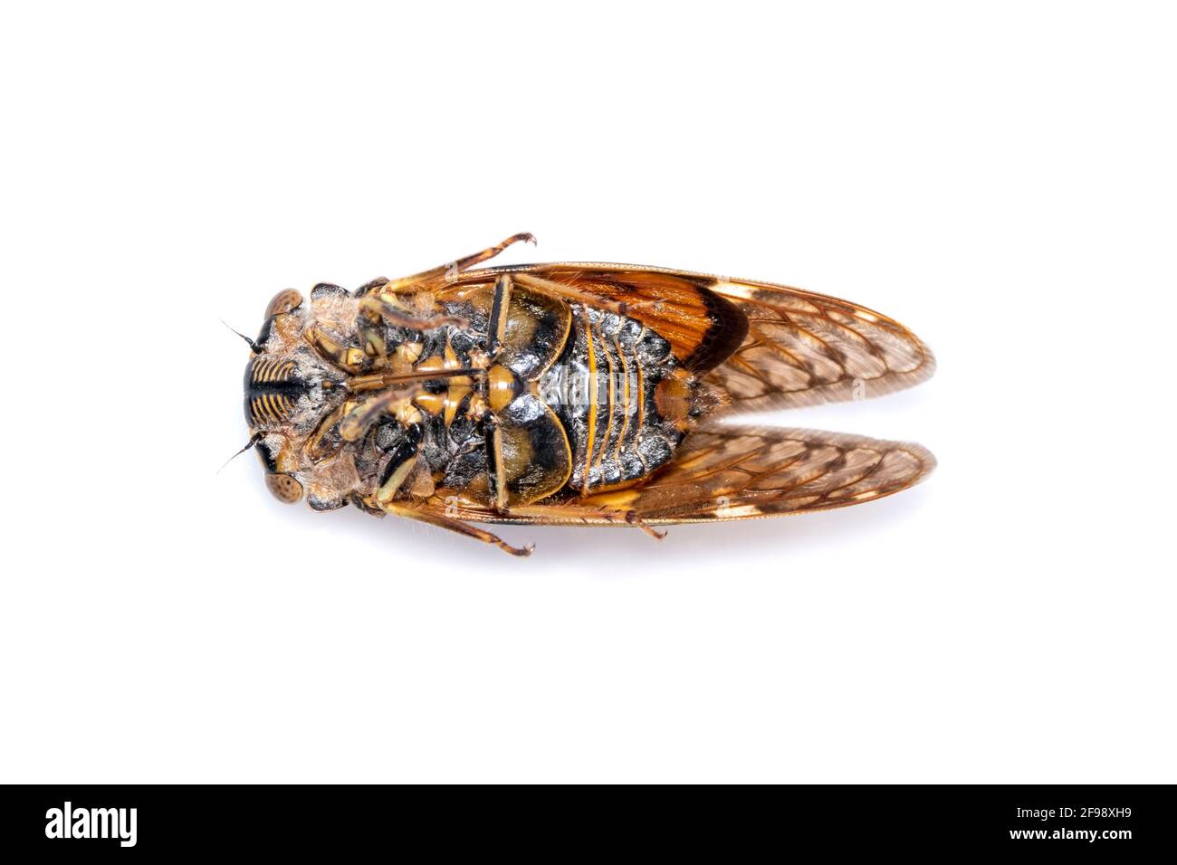 Image of large brown cicada insect isolated on white background ...
