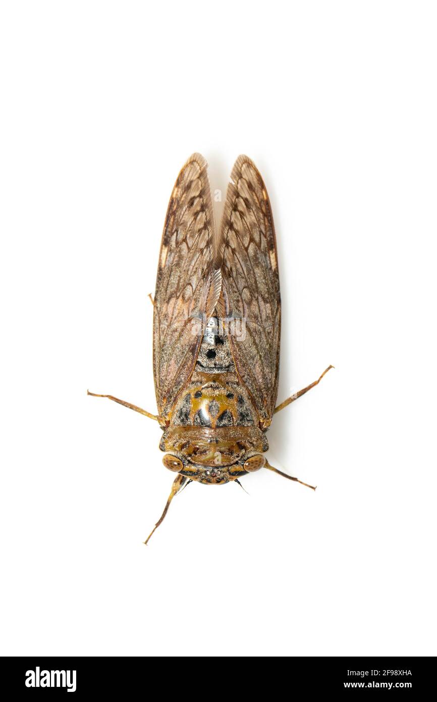Image of large brown cicada insect isolated on white background ...