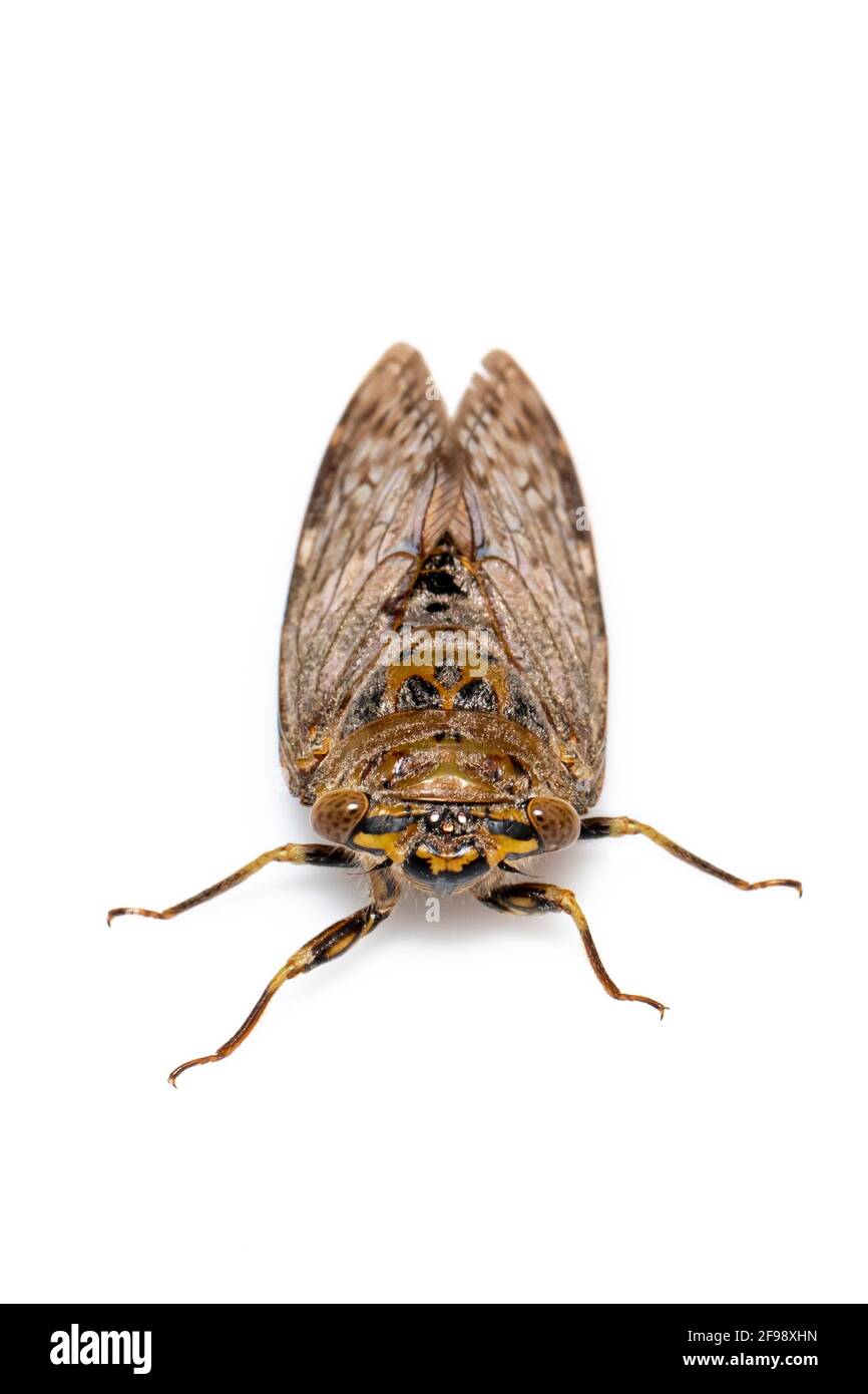 Image of large brown cicada insect isolated on white background ...
