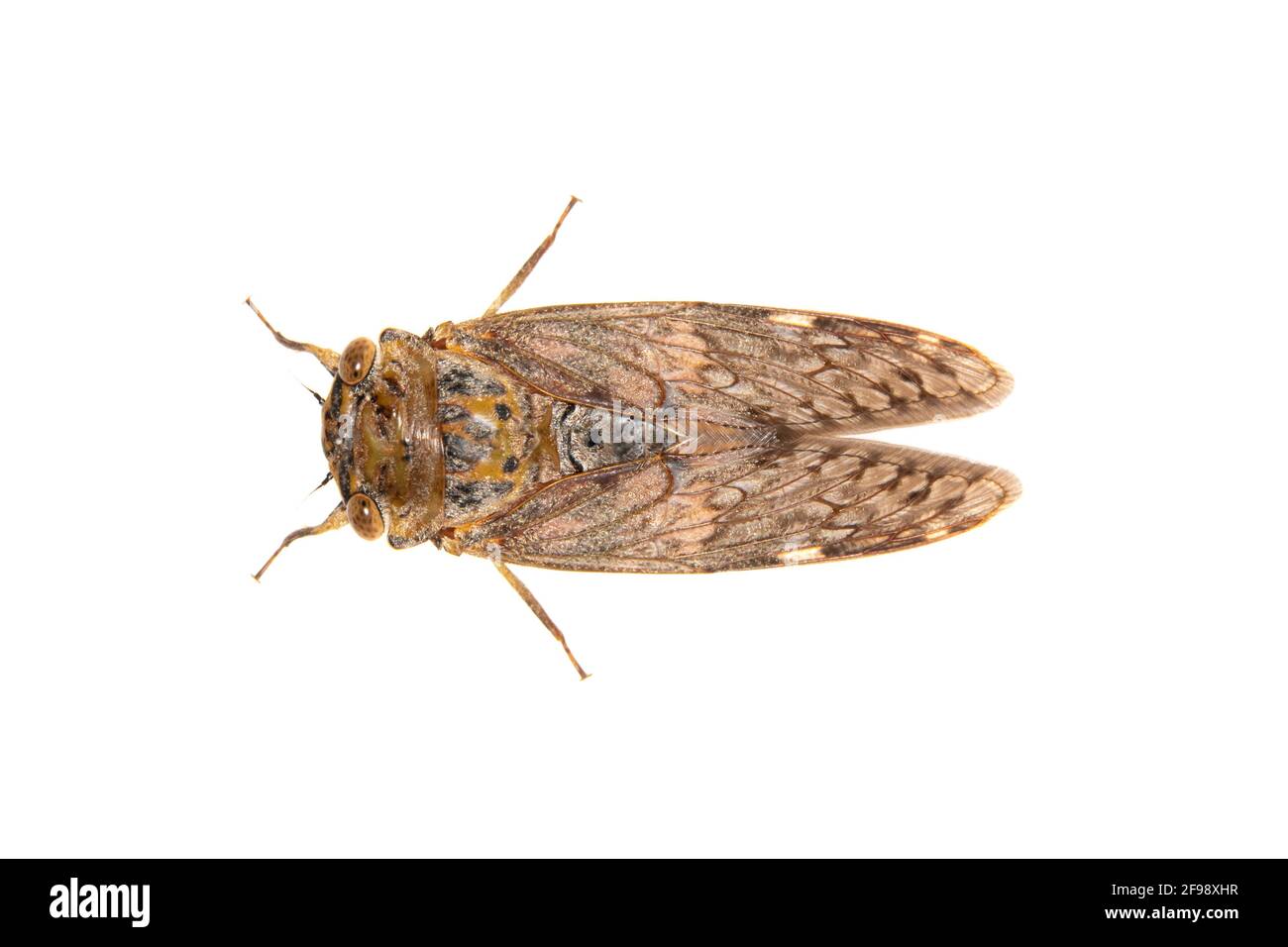 Image of large brown cicada insect isolated on white background ...