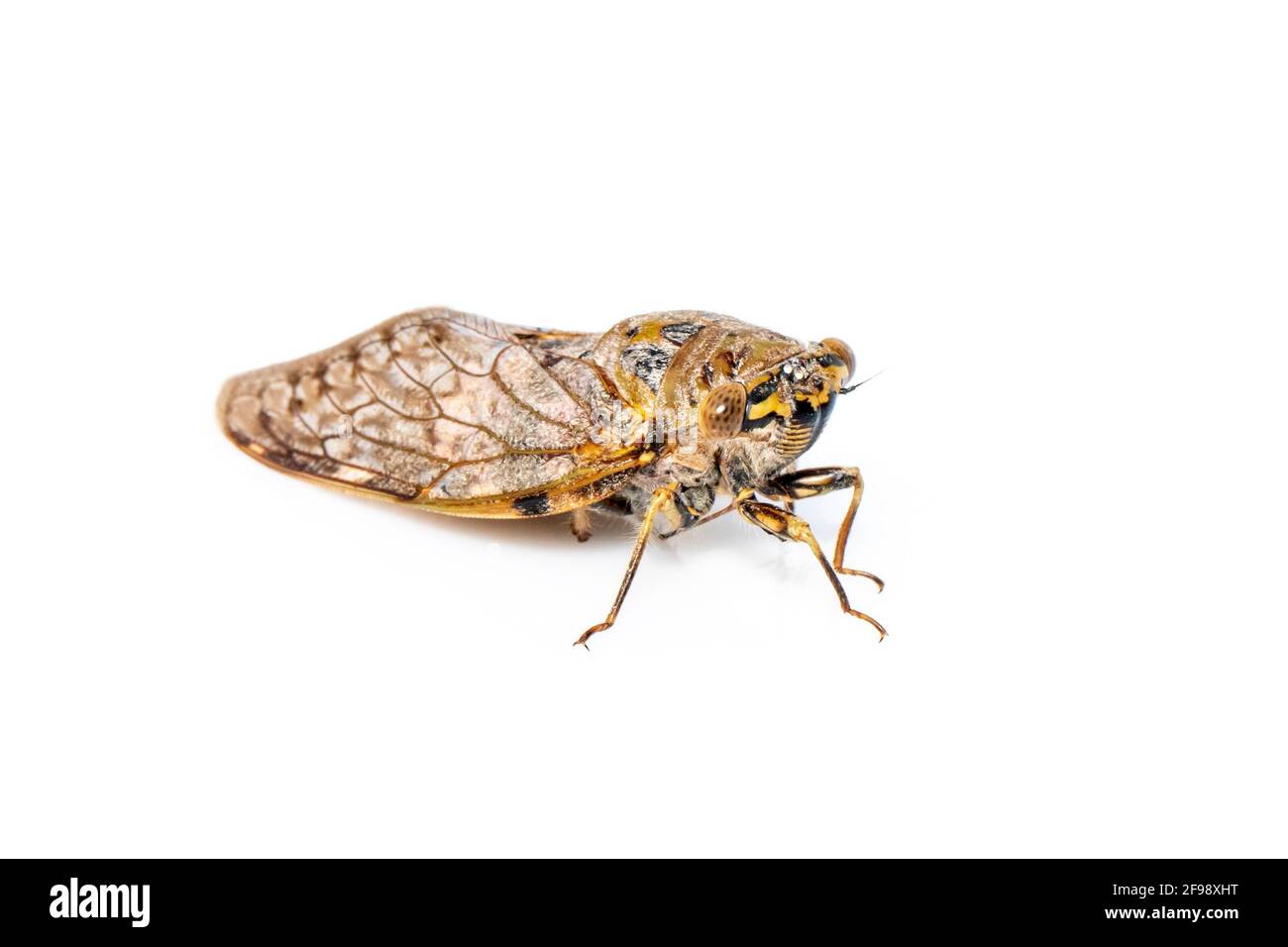 Image of large brown cicada insect isolated on white background ...