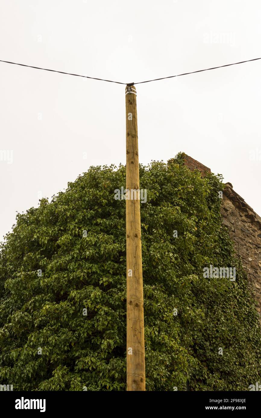 Low angle shot of two wires connected to a wooden pole with a lush ...