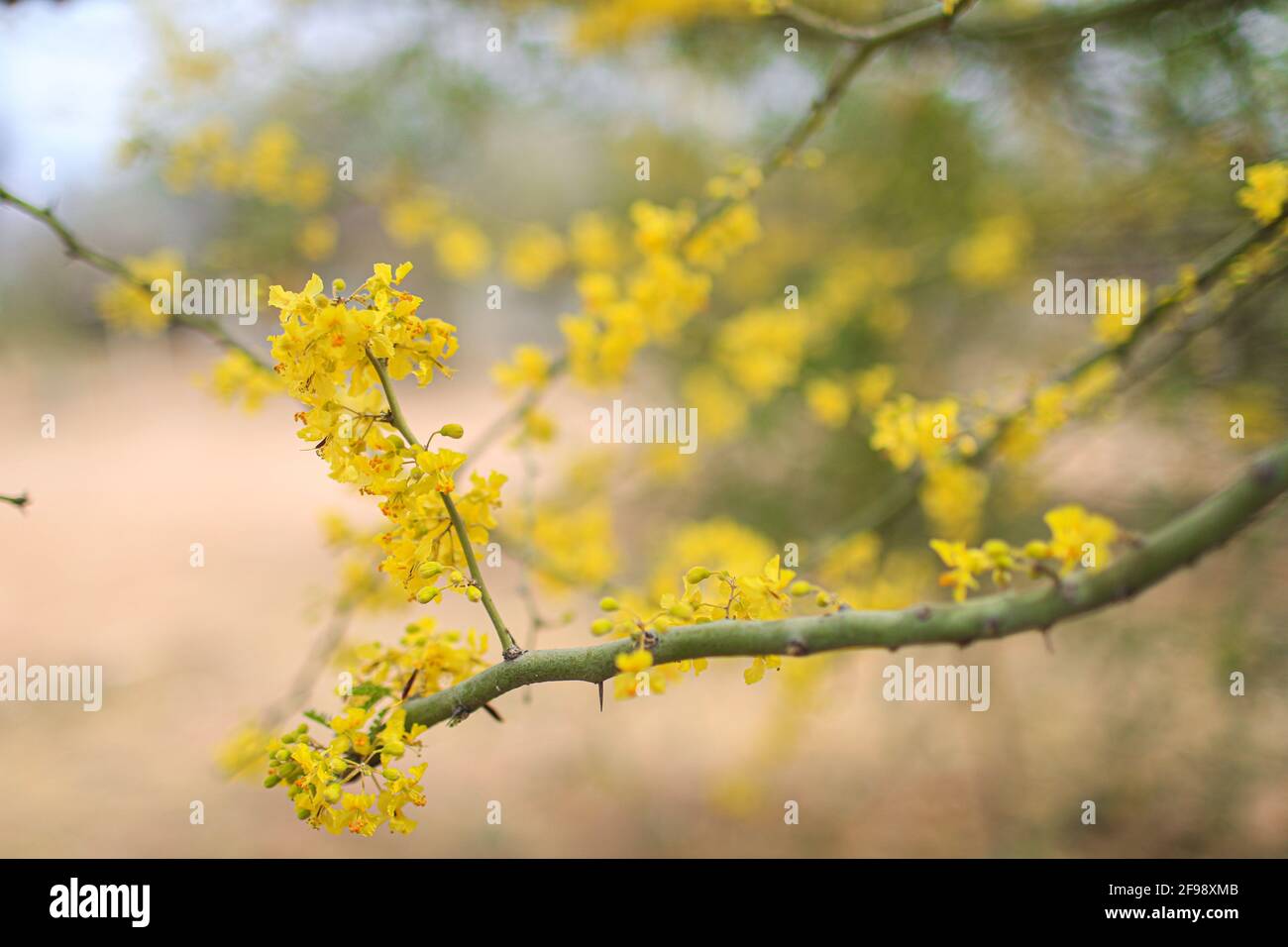 Yellow flowers of the palo verde tree, el espinillo or cinna-cina in ...
