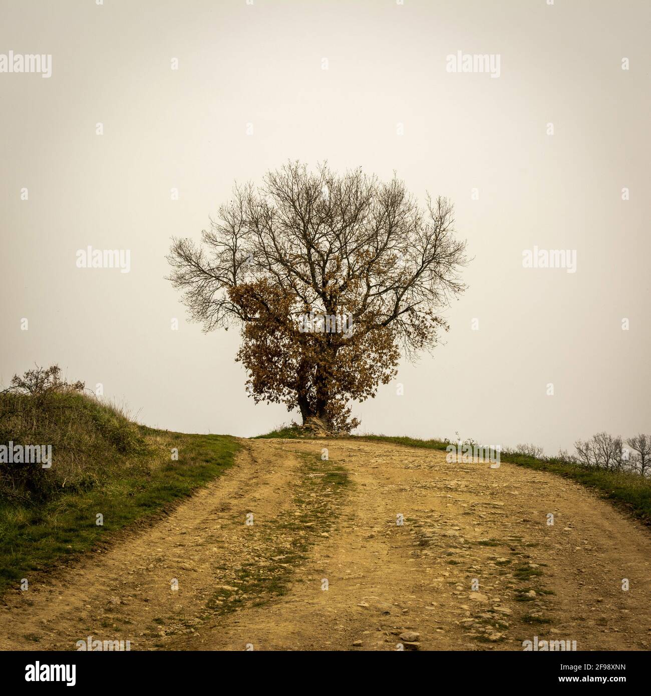 Lonely tree in the landscape Stock Photo - Alamy