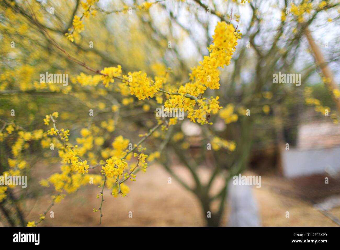 Yellow flowers of the palo verde tree, el espinillo or cinna-cina in ...