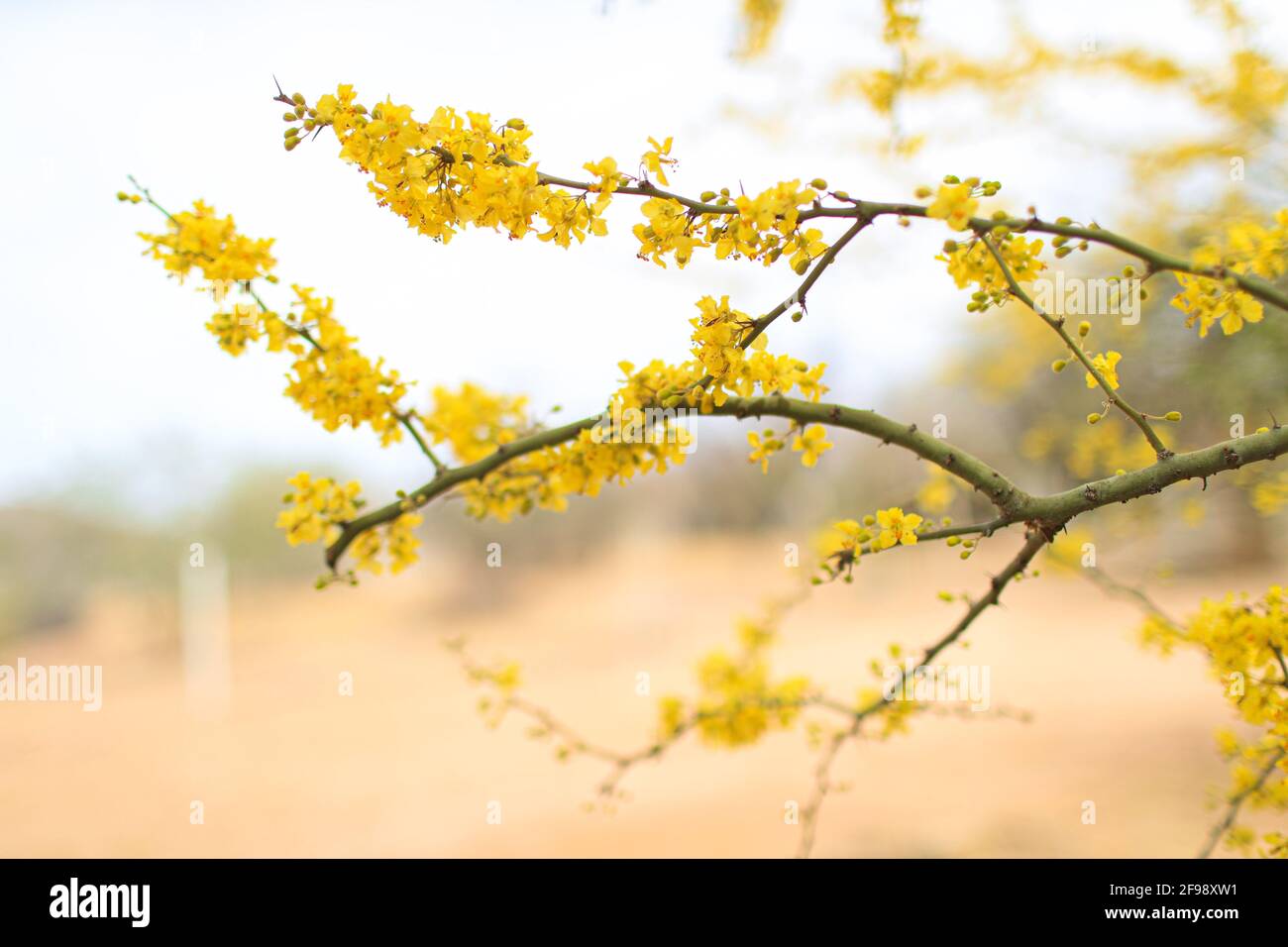 Yellow flowers of the palo verde tree, el espinillo or cinna-cina in ...