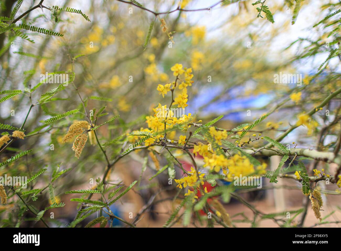 Yellow flowers of the palo verde tree, el espinillo or cinna-cina in ...