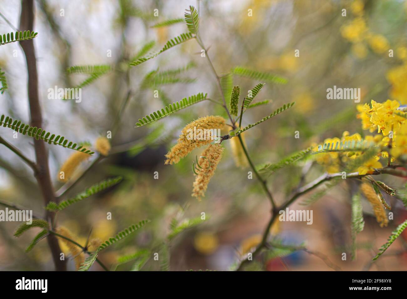 Yellow flowers of the palo verde tree, el espinillo or cinna-cina in ...