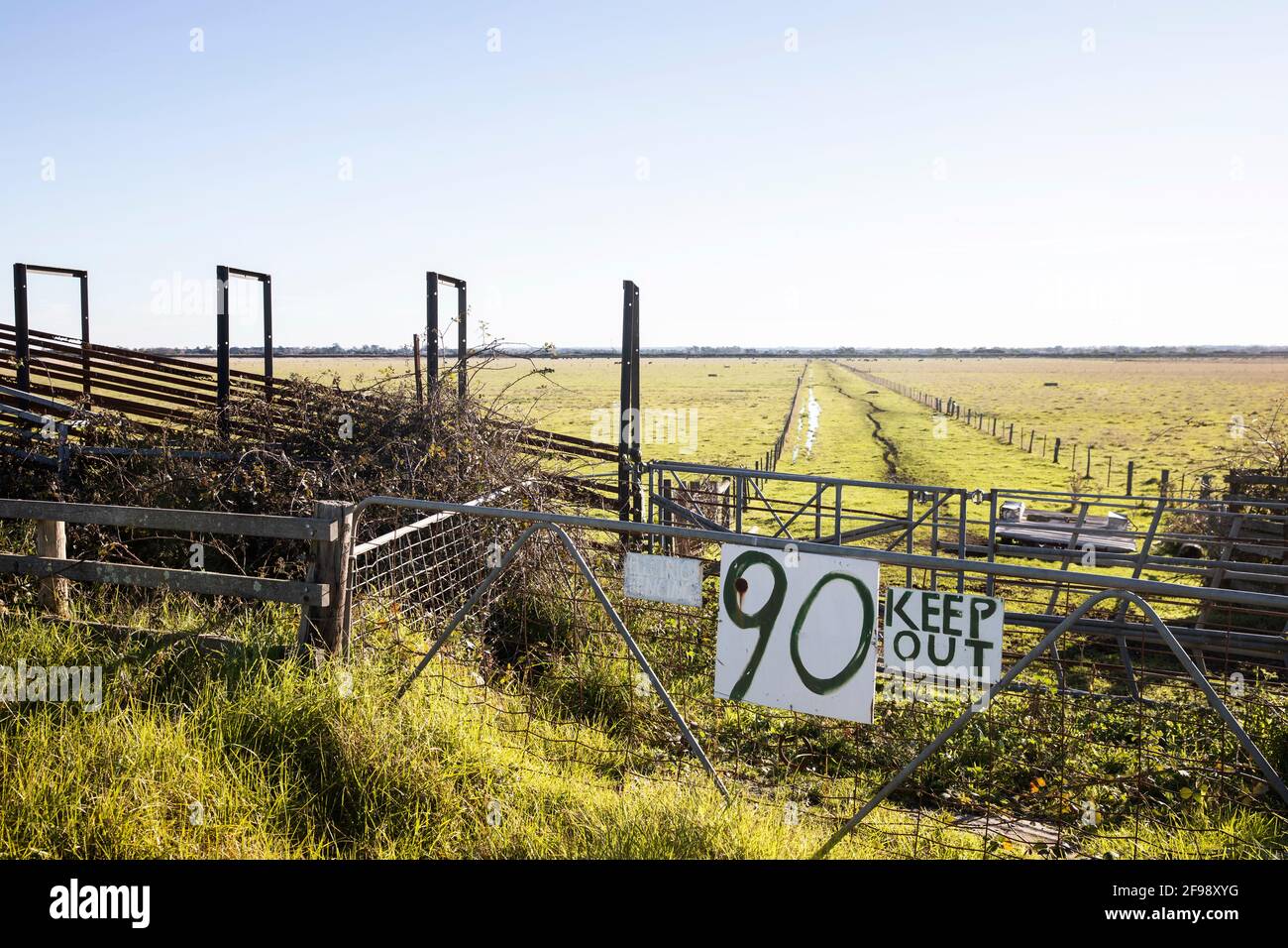 Sheep Run Field High Resolution Stock Photography and Images - Alamy