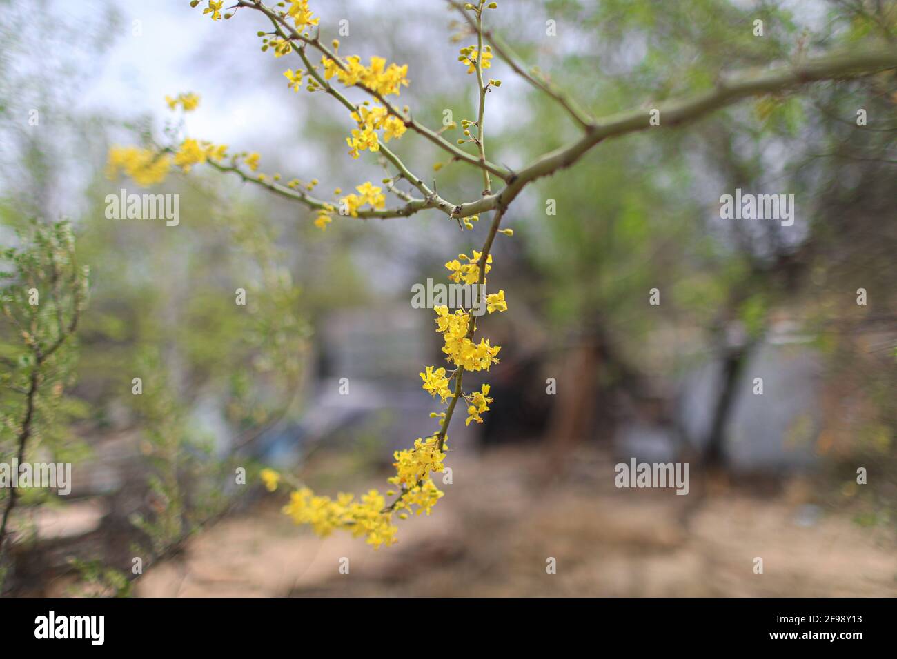 Yellow flowers of the palo verde tree, el espinillo or cinna-cina in ...