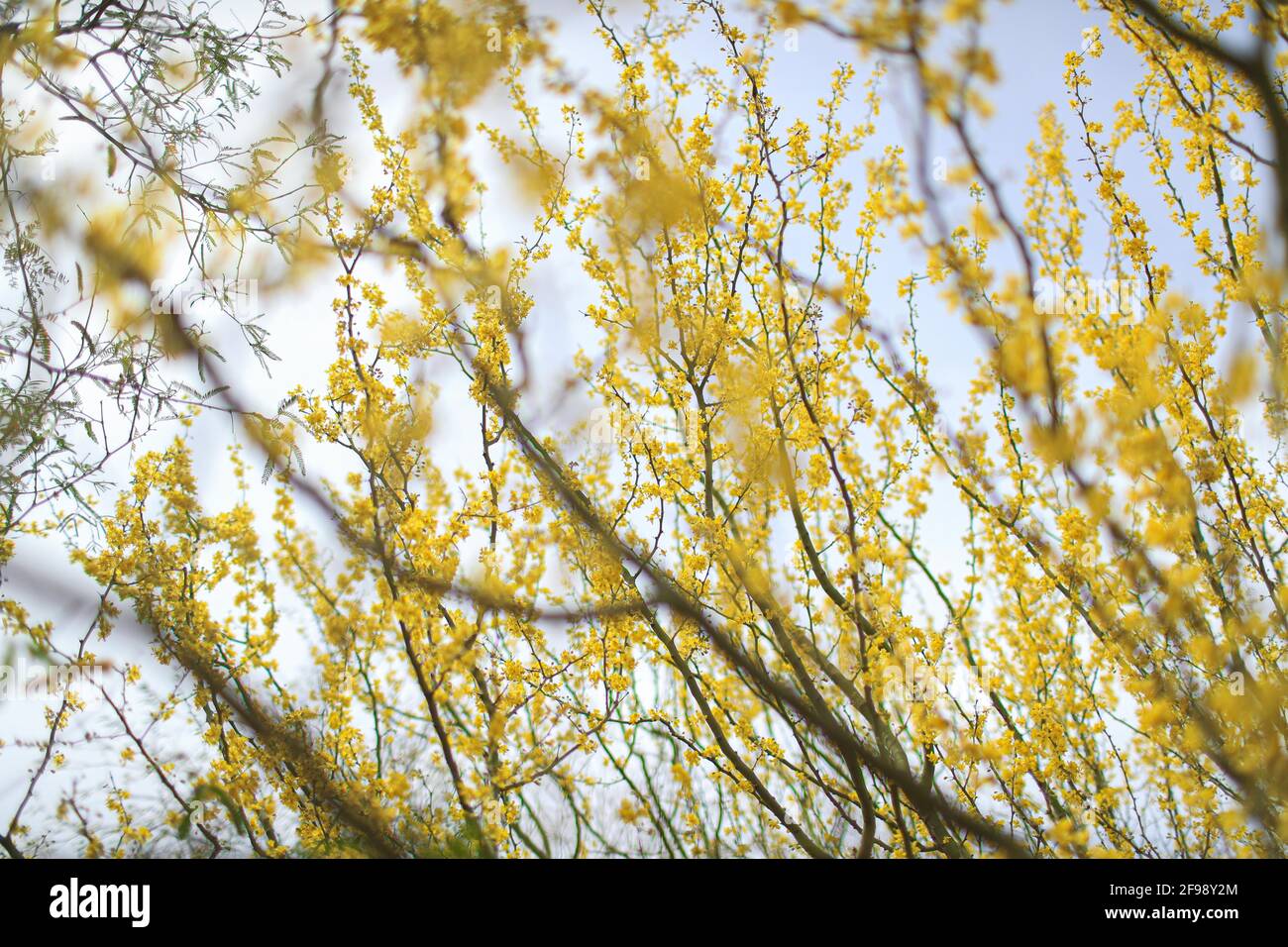 Yellow flowers of the palo verde tree, el espinillo or cinna-cina in ...