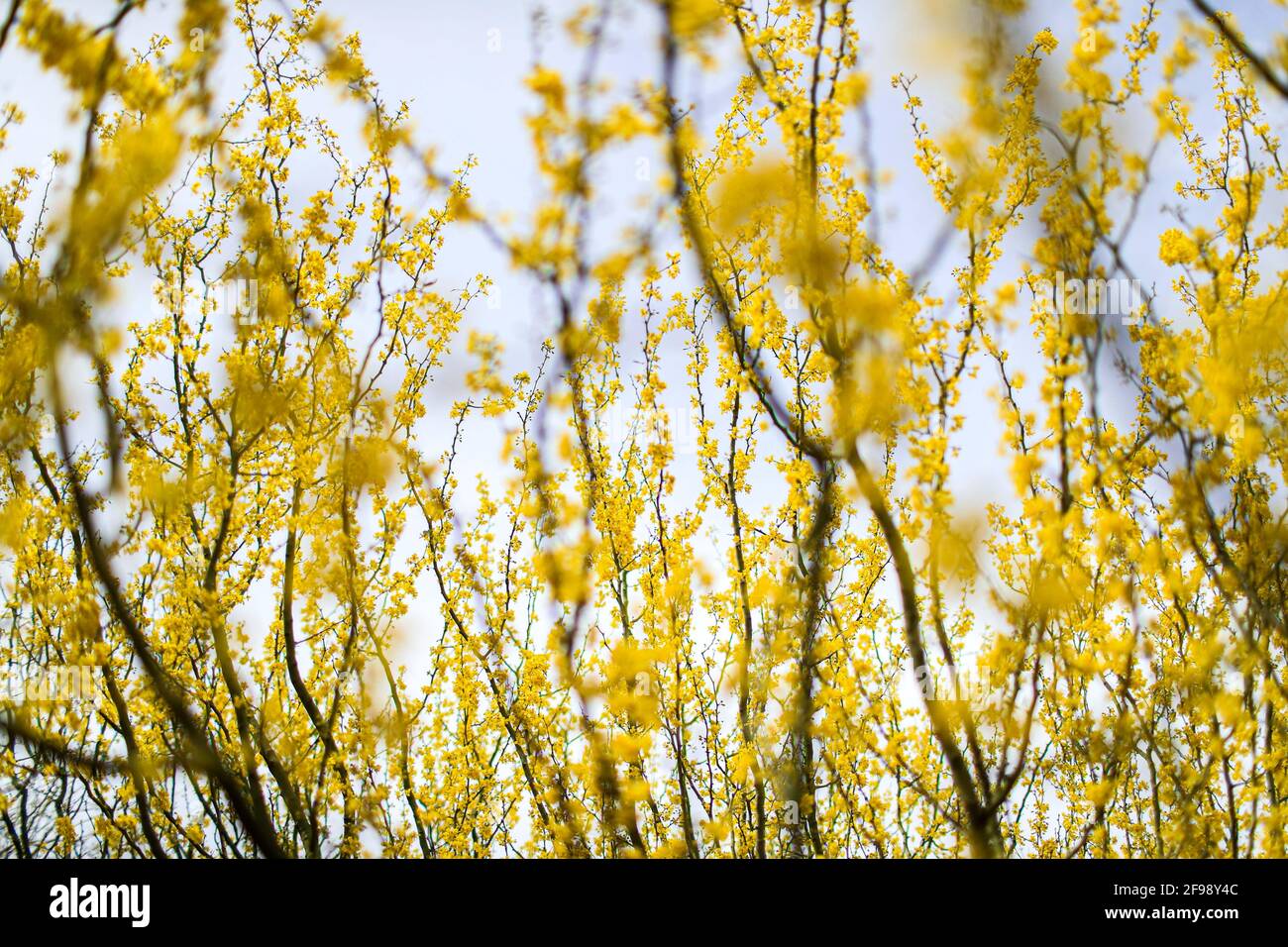 Yellow flowers of the palo verde tree, el espinillo or cinna-cina in ...