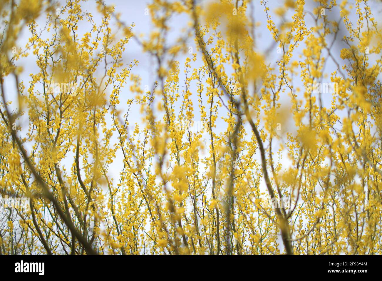 Yellow flowers of the palo verde tree, el espinillo or cinna-cina in ...