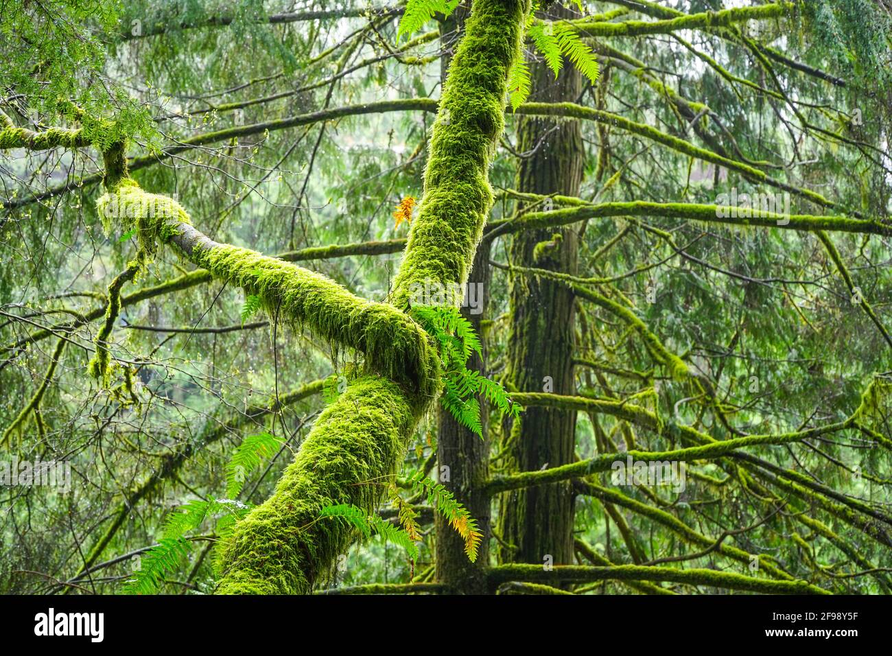 Wonderful Mossy Trees In The Canadian Rain Forest Stock Photo Alamy