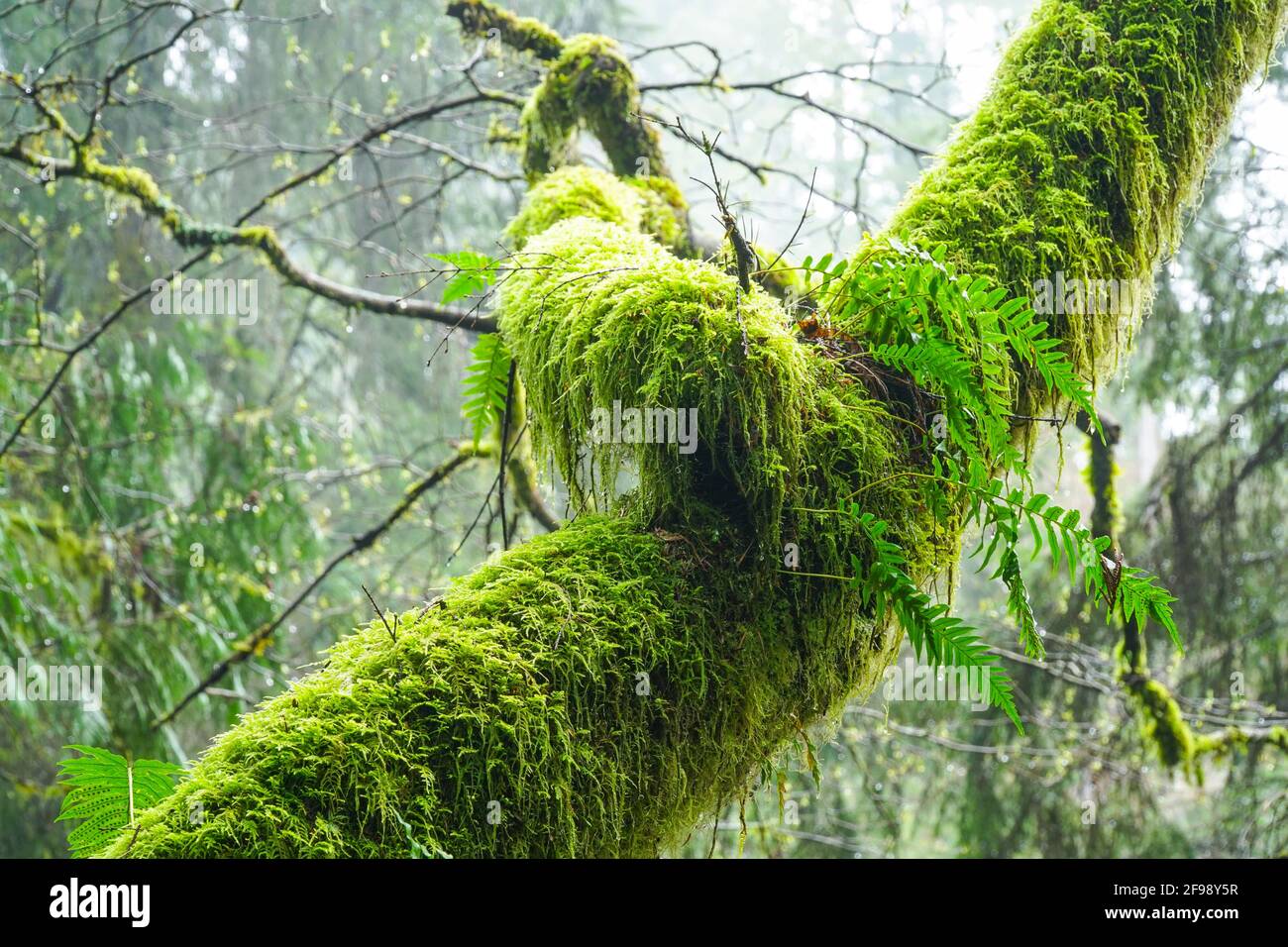 Beautiful green nature - mossy trees in the woods Stock Photo - Alamy