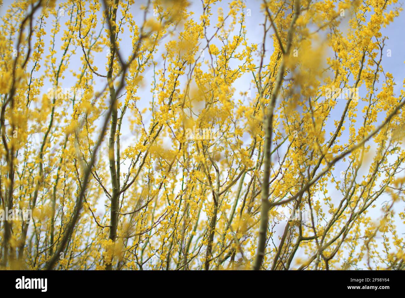 Yellow flowers of the palo verde tree, el espinillo or cinna-cina in ...