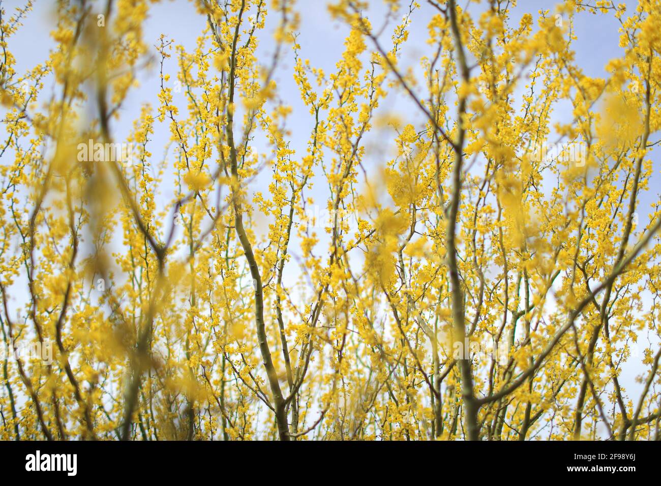 Yellow flowers of the palo verde tree, el espinillo or cinna-cina in ...