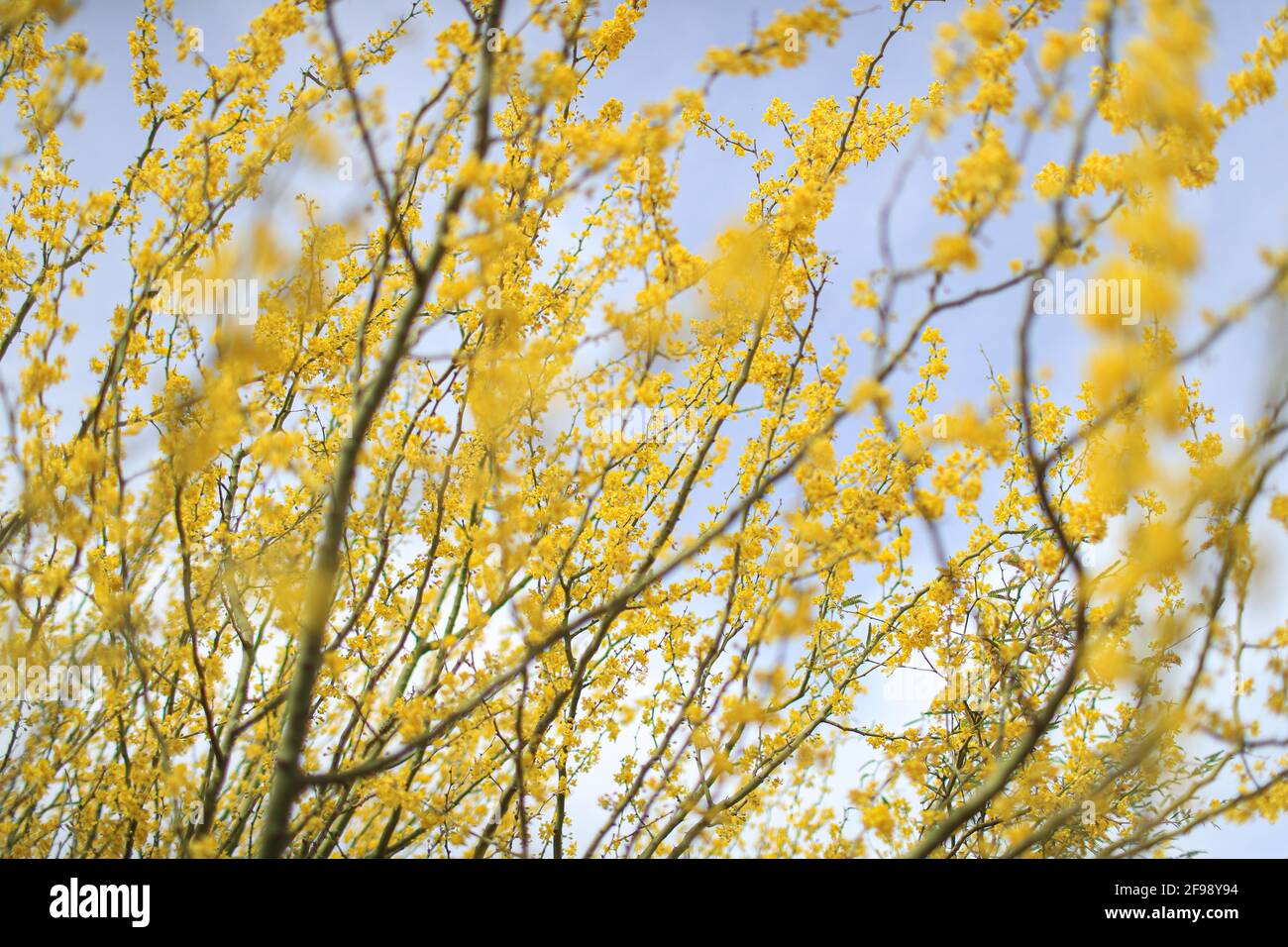 Yellow flowers of the palo verde tree, el espinillo or cinna-cina in ...
