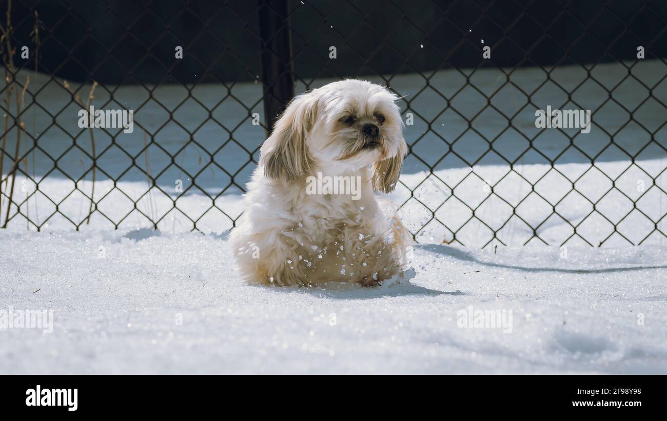 chiens, dog, shitzu Stock Photo - Alamy