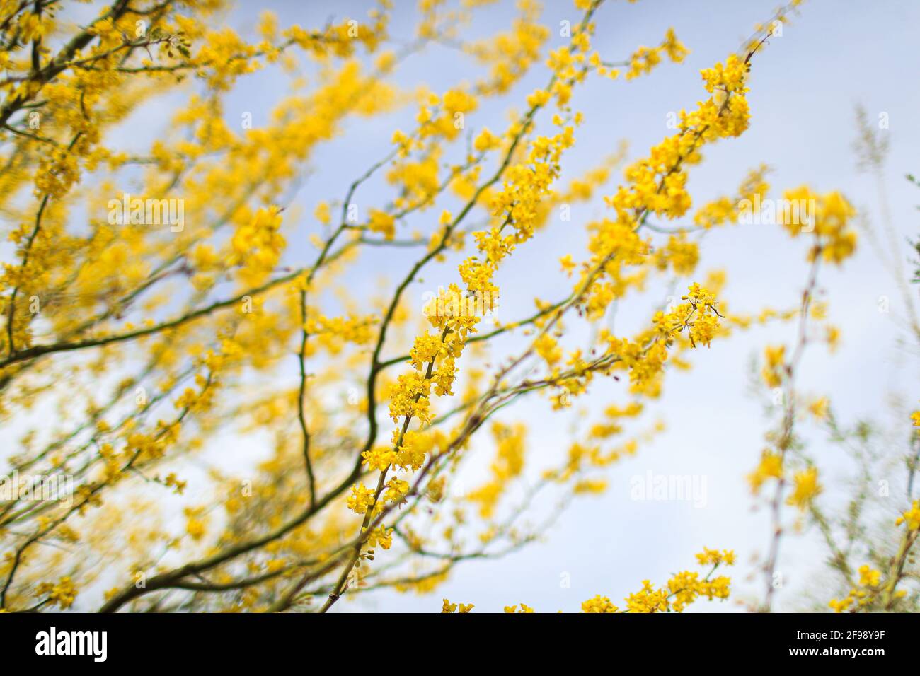 Yellow flowers of the palo verde tree, el espinillo or cinna-cina in ...