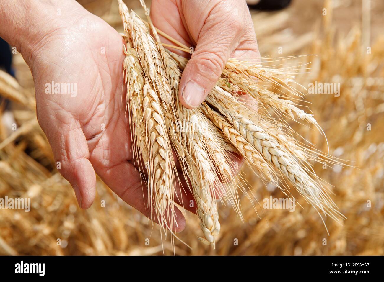 Farmers hands holding grain Stock Photo - Alamy