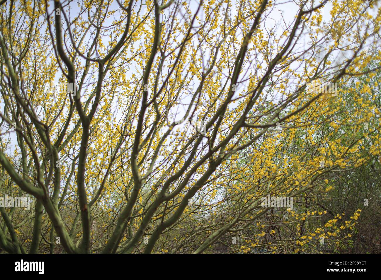 Yellow flowers of the palo verde tree, el espinillo or cinna-cina in ...