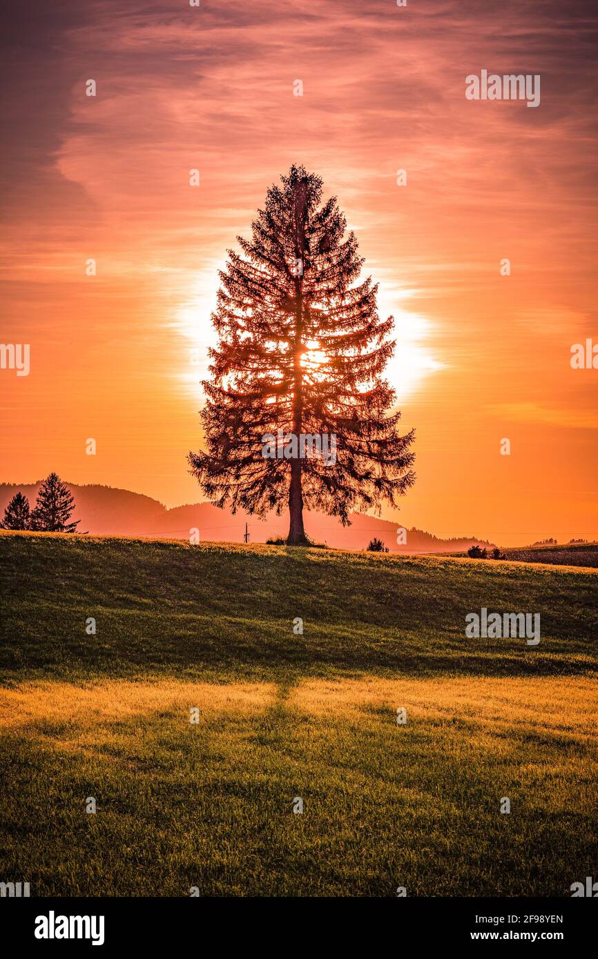 High fir hi-res stock photography and images - Alamy