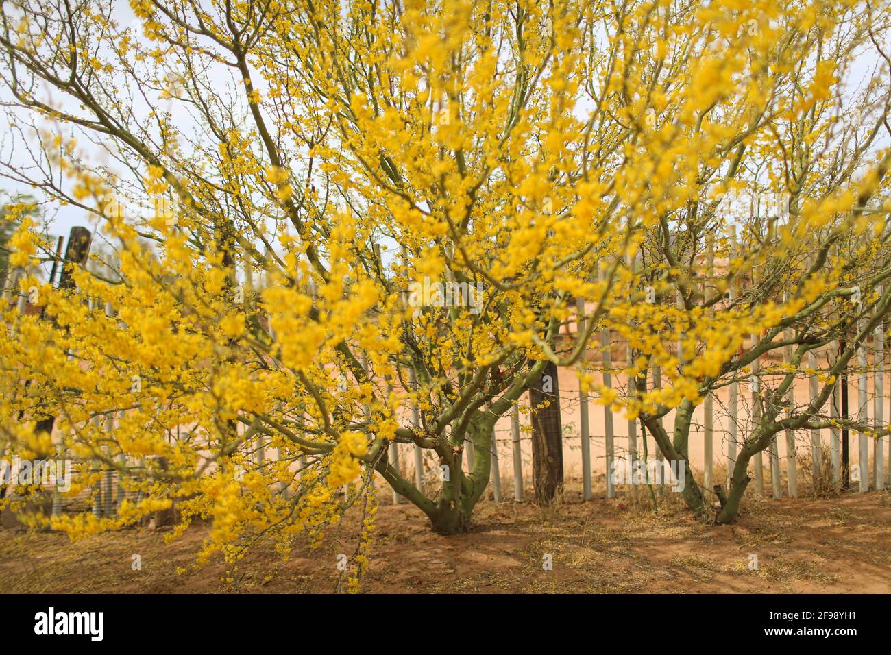 Yellow flowers of the palo verde tree, el espinillo or cinna-cina in ...