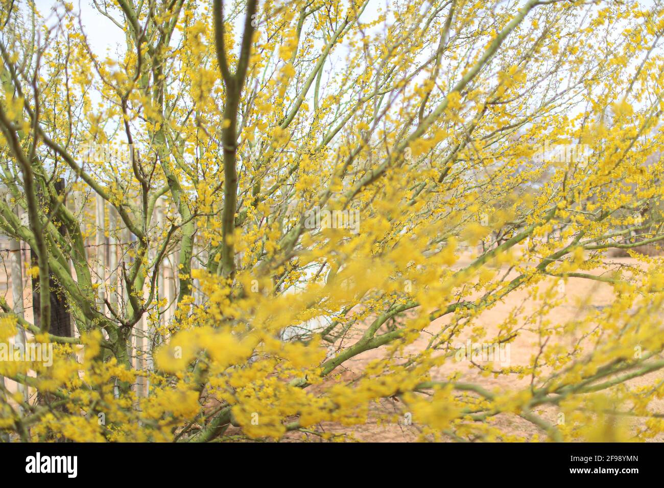 Yellow flowers of the palo verde tree, el espinillo or cinna-cina in ...