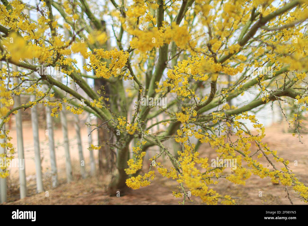 Yellow flowers of the palo verde tree, el espinillo or cinna-cina in ...