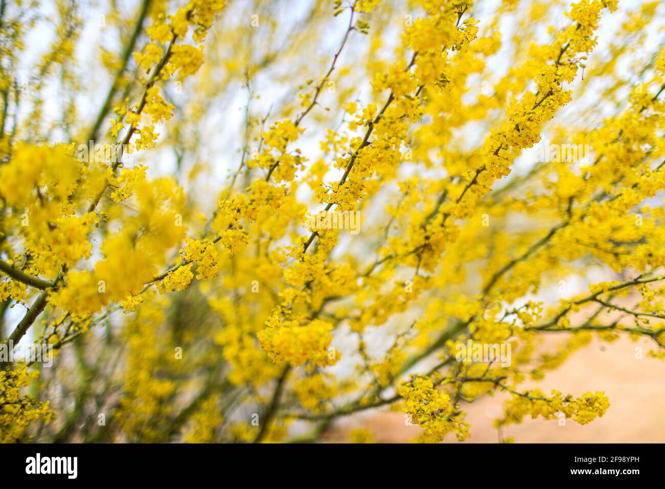Yellow flowers of the palo verde tree, el espinillo or cinna-cina in ...