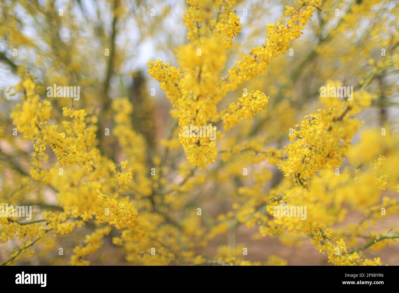Yellow flowers of the palo verde tree, el espinillo or cinna-cina in ...
