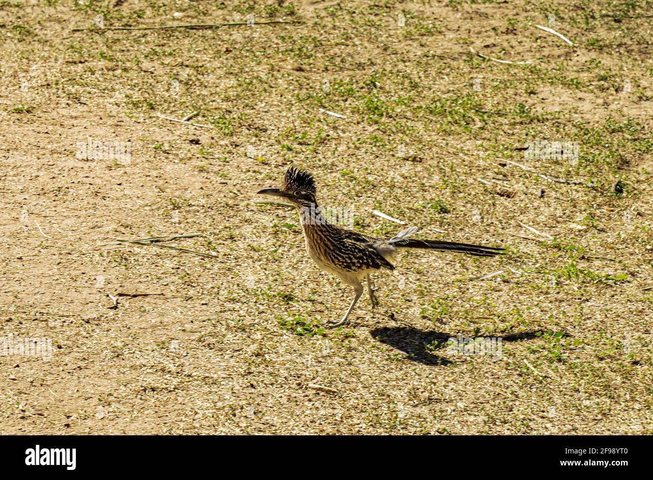 Roadrunner flying hi-res stock photography and images - Alamy