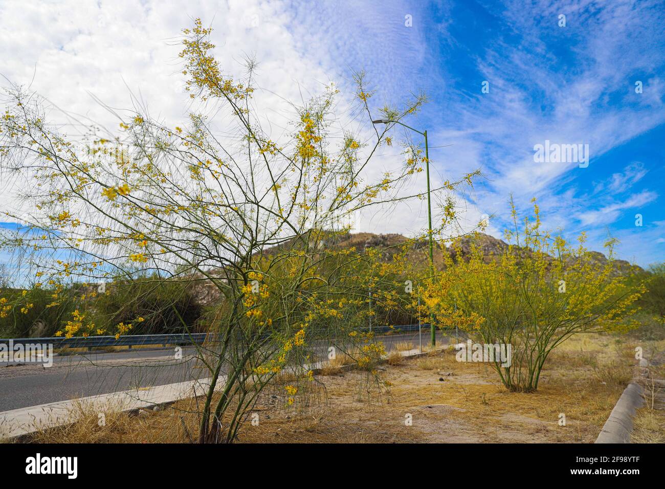 árbol de palo verde hi-res stock photography and images - Alamy