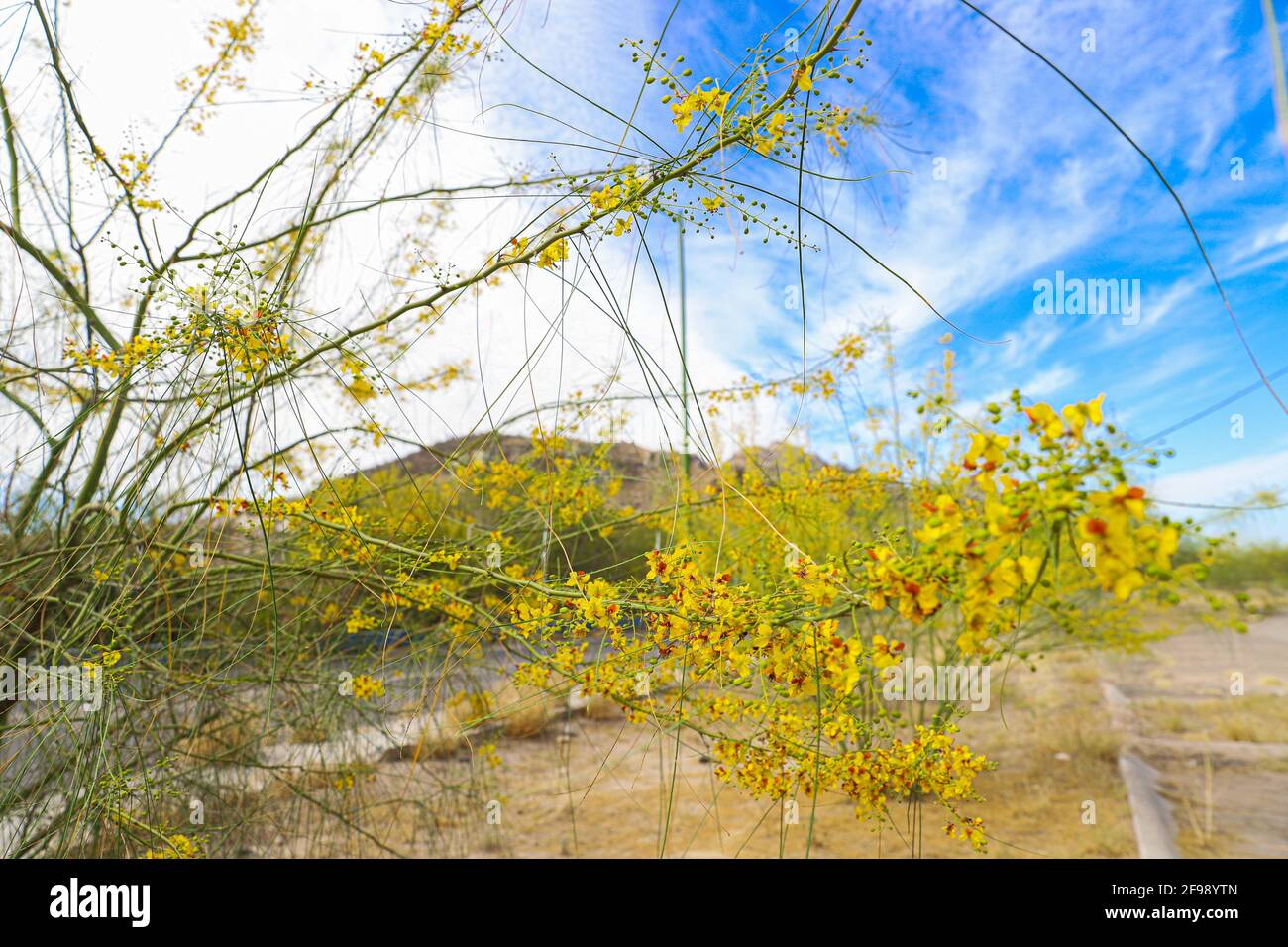 Arbol palo verde hi-res stock photography and images - Alamy