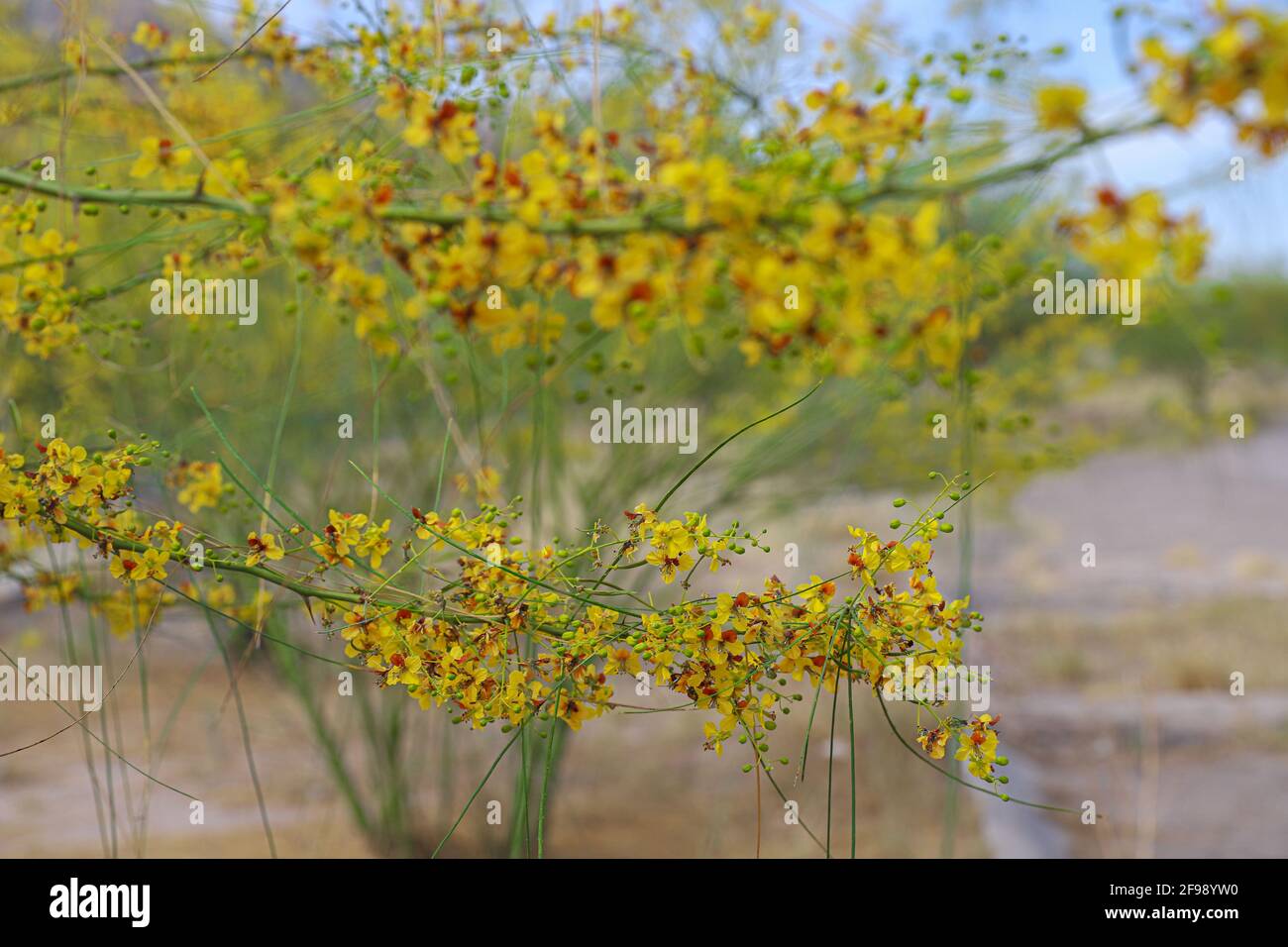 Yellow flowers of the palo verde tree, el espinillo or cinna-cina in ...