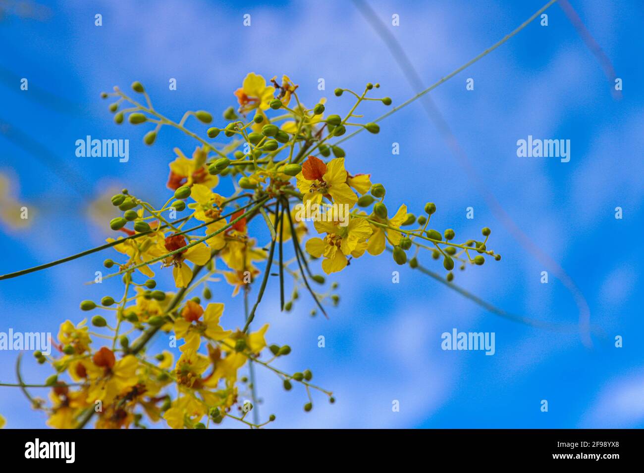 árbol de fabaceae hi-res stock photography and images - Alamy