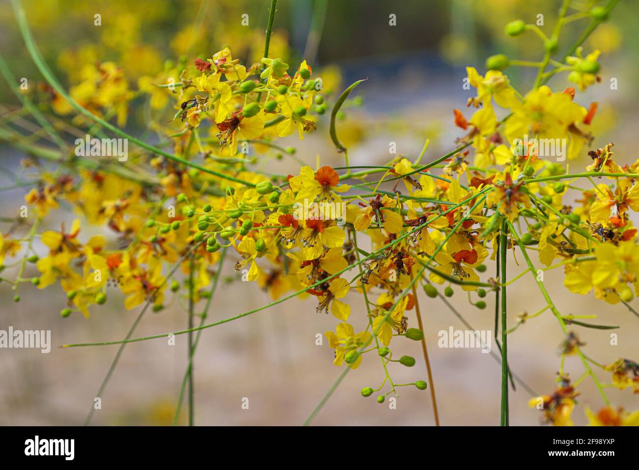 Yellow flowers of the palo verde tree, el espinillo or cinna-cina in ...