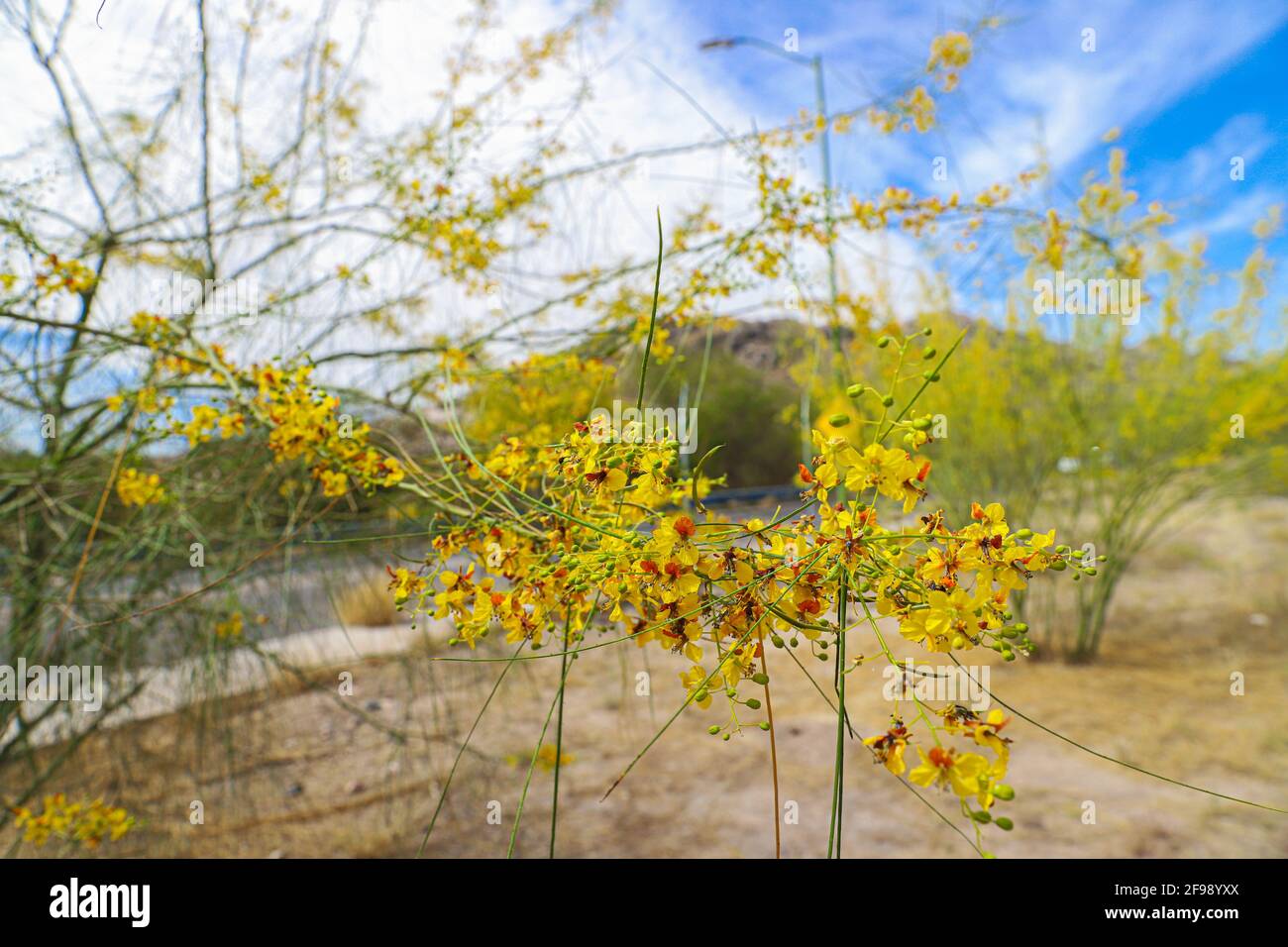 Yellow flowers of the palo verde tree, el espinillo or cinna-cina in ...