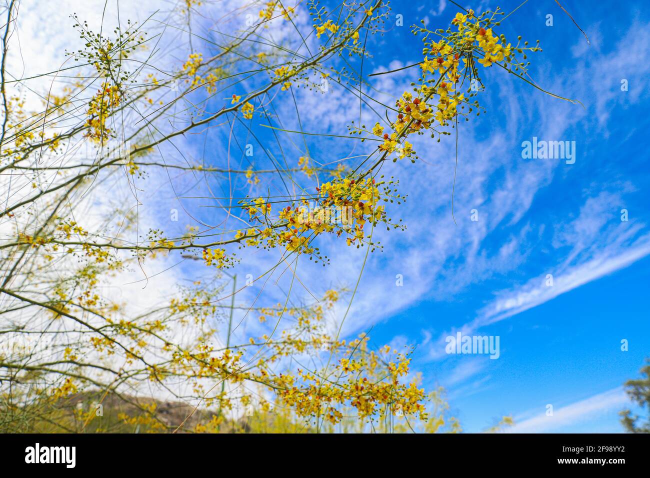 Azul palo verde parkinsonia florida hi-res stock photography and images ...