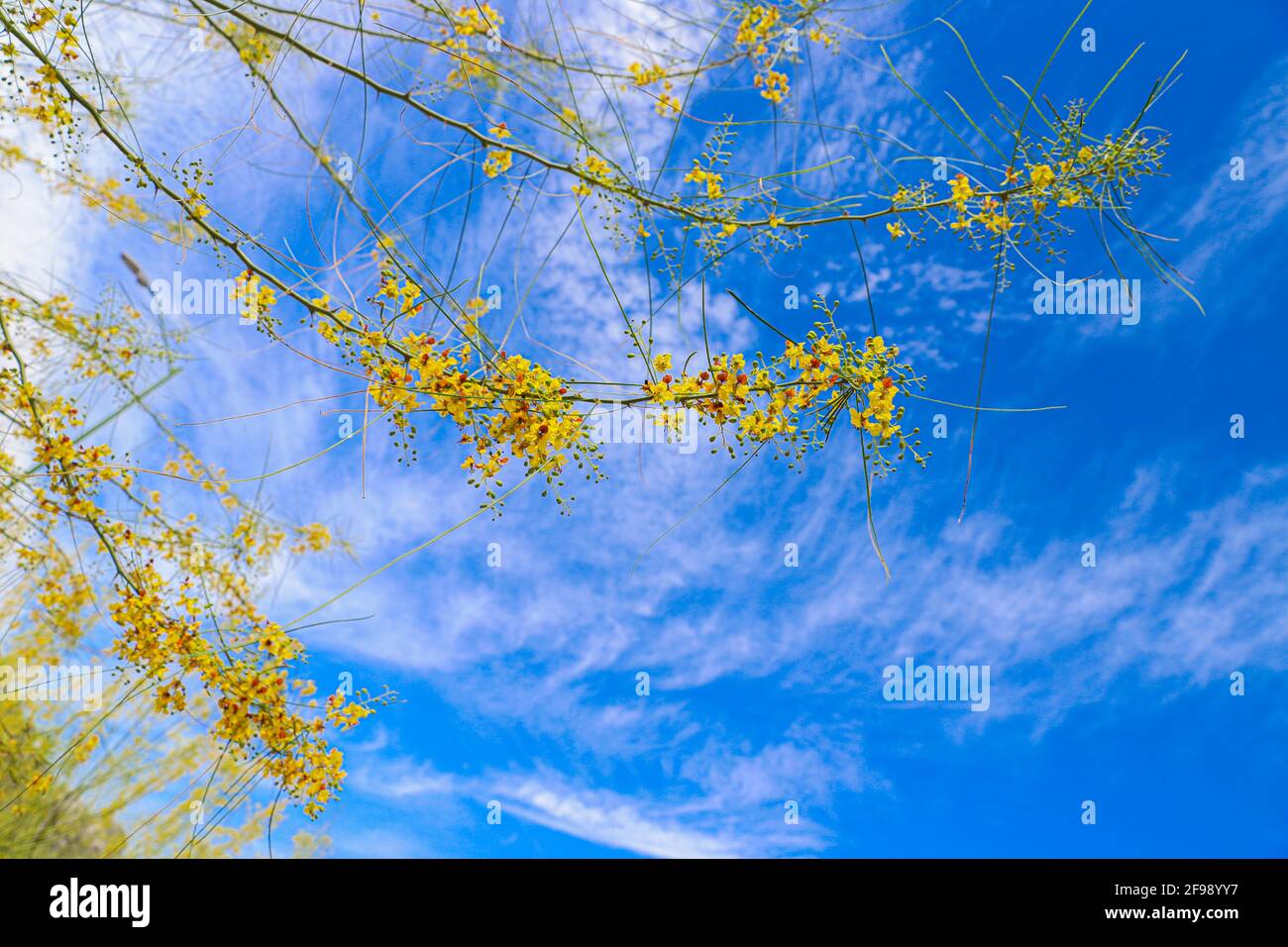 Azul palo verde parkinsonia florida hi-res stock photography and images ...